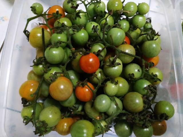 Jual Buah Rampai Rempai Tomat Kecil Segar Khas Lampung 500gram | Shopee ...