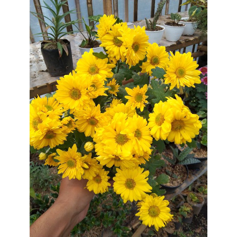 Jual Krisan Aster bunga kuning kualitas Super Rimbun Grade A isi 5 ...