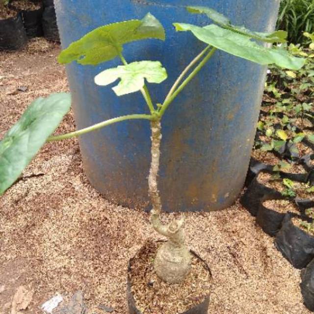 Jual tanaman hias jarak botol-pohon jarak botol | Shopee Indonesia