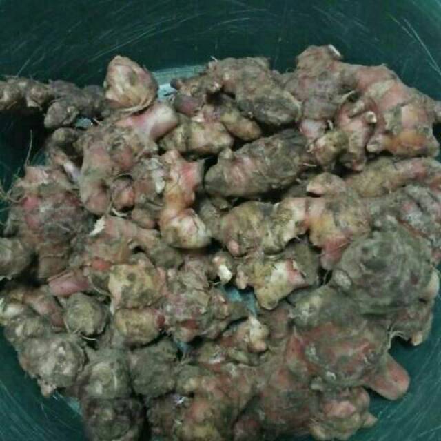 Jual Jahe Merah Segar 1 KG | Shopee Indonesia Jual Jahe Merah Segar 1 KG | Shopee Indonesia