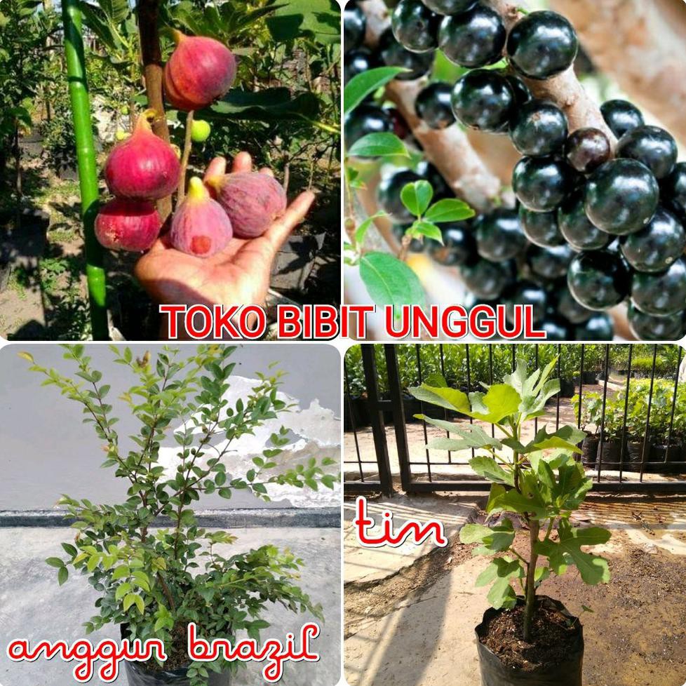 Jual S3N4 PAKET 2 BIBIT BUAH ANGGUR BRAZIL - TIN MERAH H2O | Shopee ...