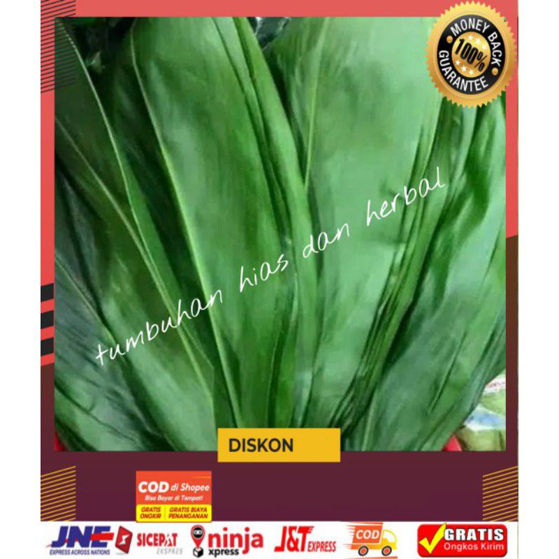 Jual Bungkus Bacang Bakcang Daun Hanjuang Andong Segar Per500Gram ...