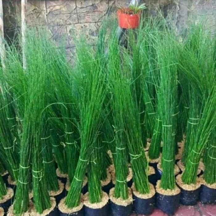 Jual tanaman hias bambu air pohon bambu air | Shopee Indonesia
