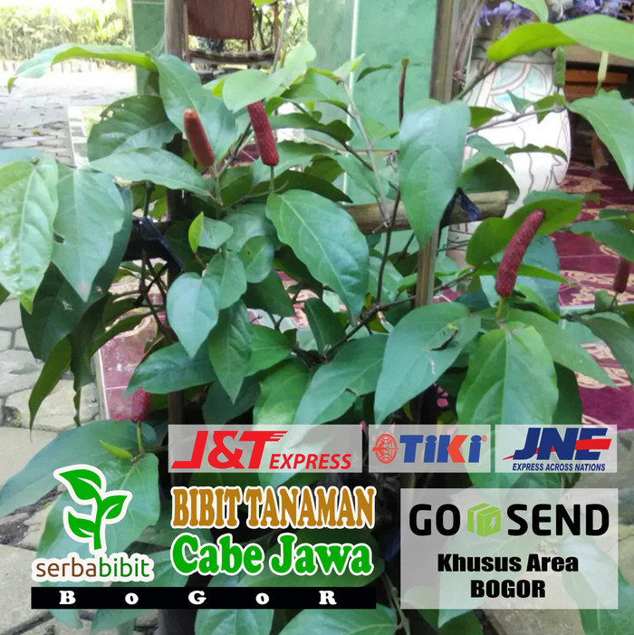 Jual Bibit Cabe Jamu - Cabai Jamu - Cabai Jawa - Cabe Jawa (Paket 3 ...