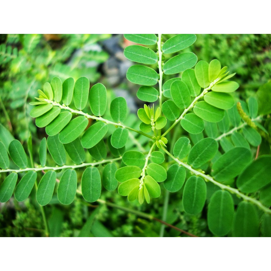 Jual BUBUK DAUN SAGA MANIS 250 g Simplisia Serbuk Sogo 100% Asli Ready ...