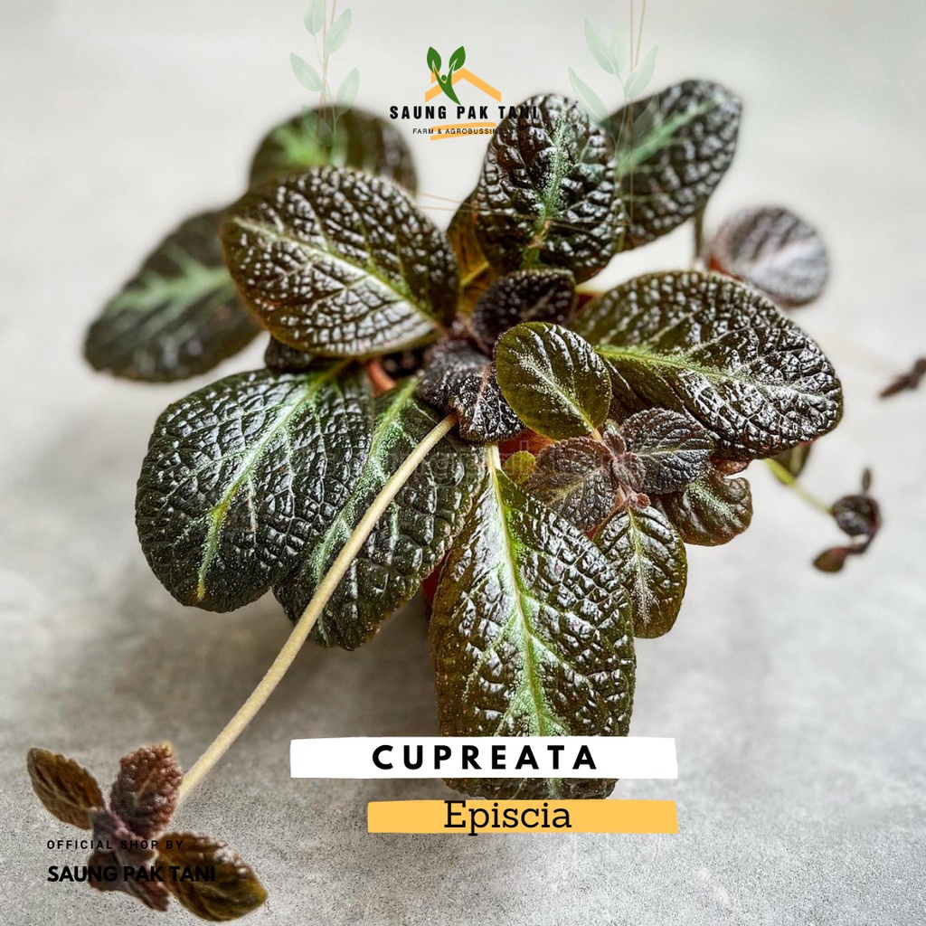 Jual Episcia CUPREATA / Episcia Dark / Episcia Beludru / Tanaman ...
