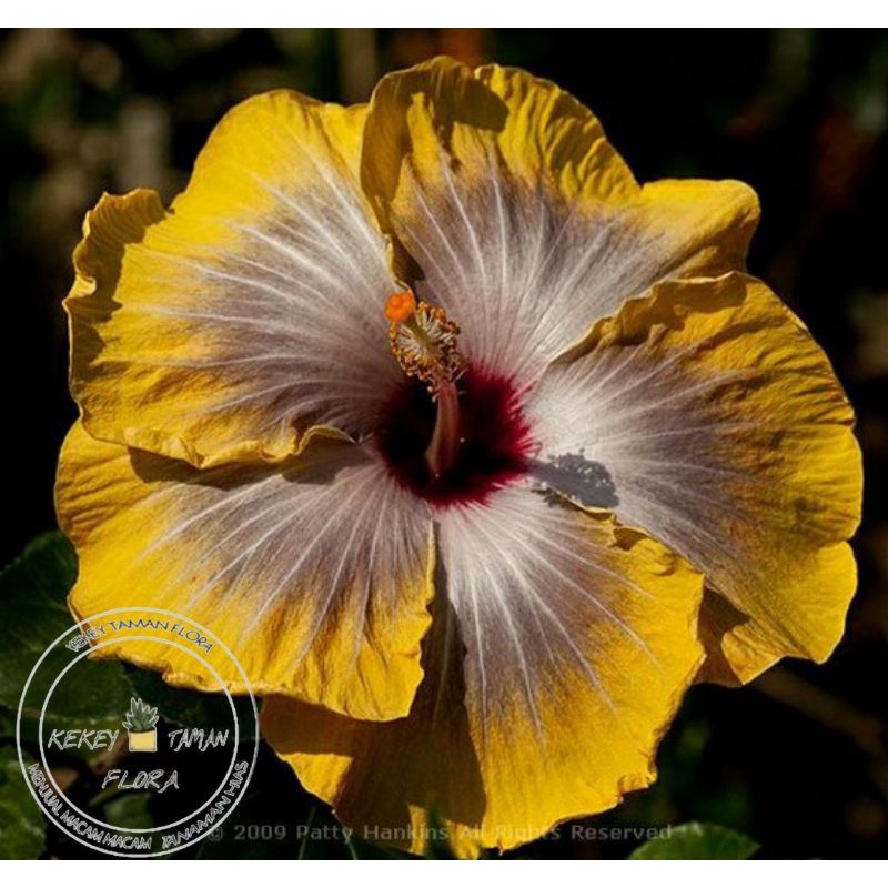 Jual Tanaman Hias Pohon Kembang Bunga Sepatu Hibiscus Bunga Rosa ...