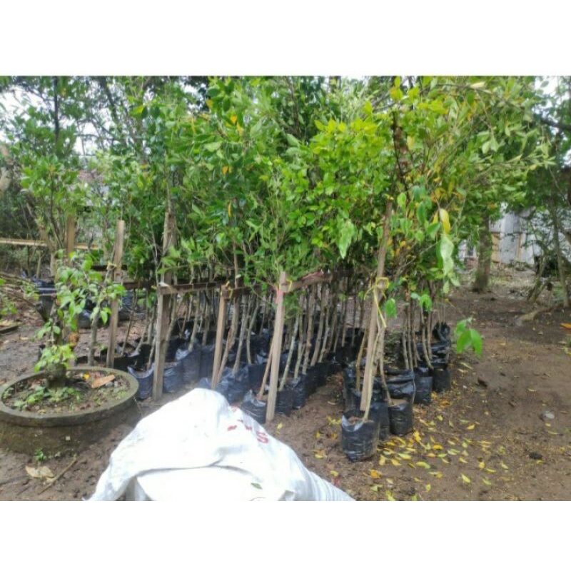 Jual kimeng (satu paket isi 50 batang) | Shopee Indonesia