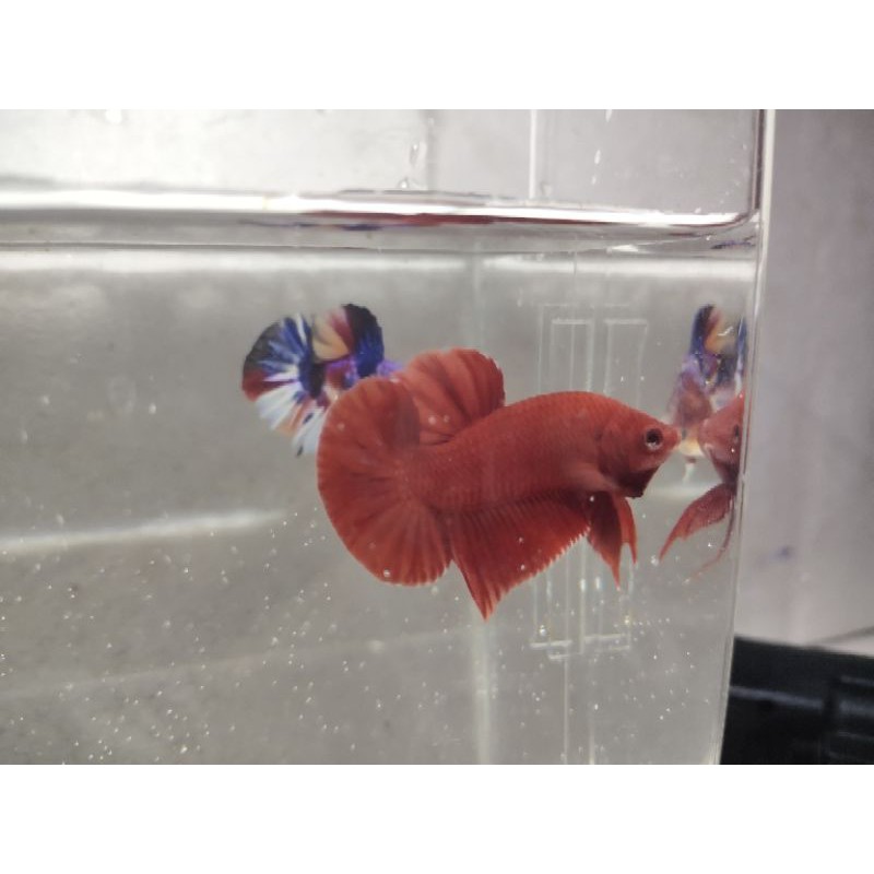 Jual Ikan Cupang Super Red Plakat (grade) | Shopee Indonesia