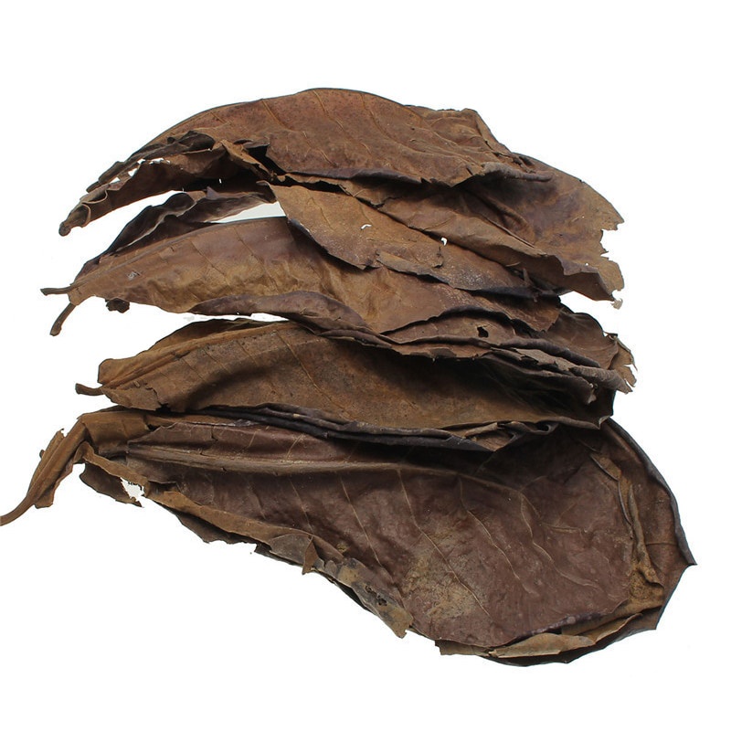 Jual PreOrder 10pcs high quality Natural Terminalia Catappa Leaves ...