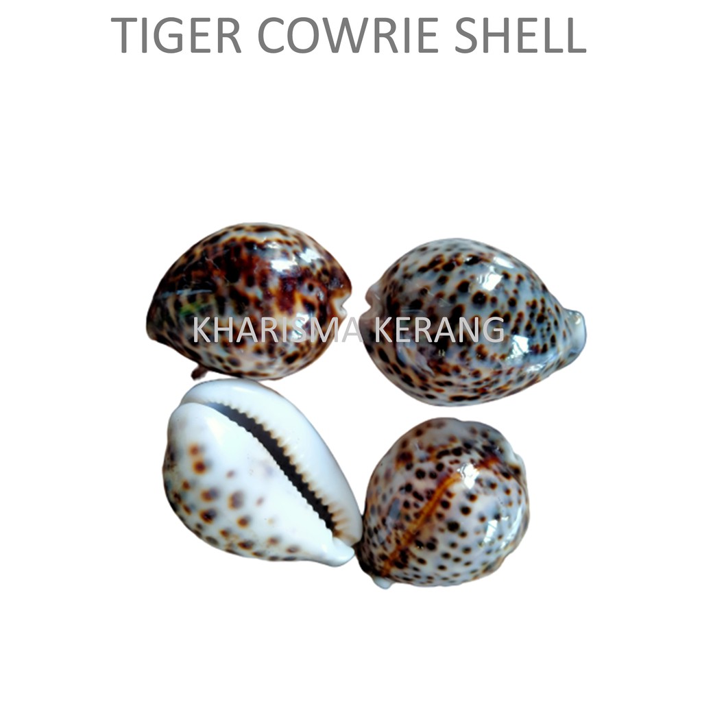Jual Tiger Cowrie Sea Shell Kerang Laut Aksesories Kerang 100gram ...