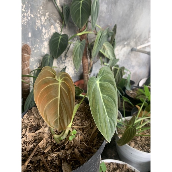Jual tanaman hias - tanaman philodendron melanochrysum - philodendron ...