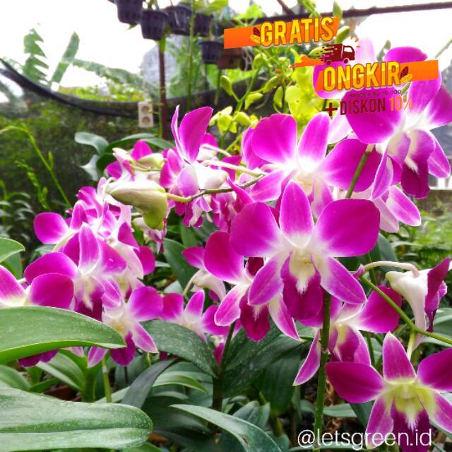 Jual Anggrek Dendrobium Sonia - Tanaman Hias Hidup - Bunga hidup ...