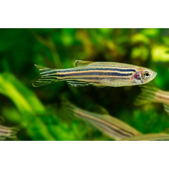 Jual Zebra Danio | Shopee Indonesia