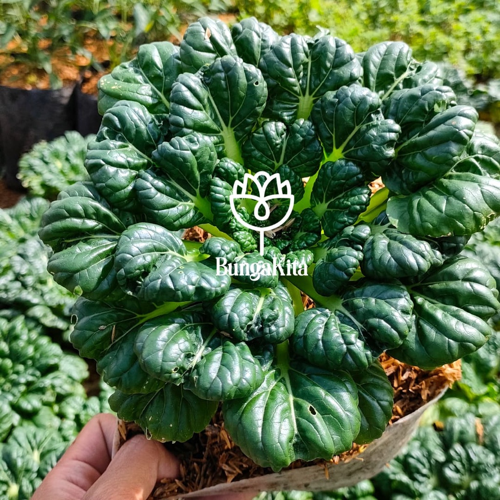 Jual Bibit Sayur SAWI PAGODA | Shopee Indonesia