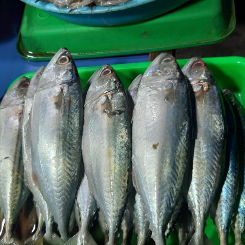 Jual Ikan Kembung Banjar 1kg (1000g) | Shopee Indonesia