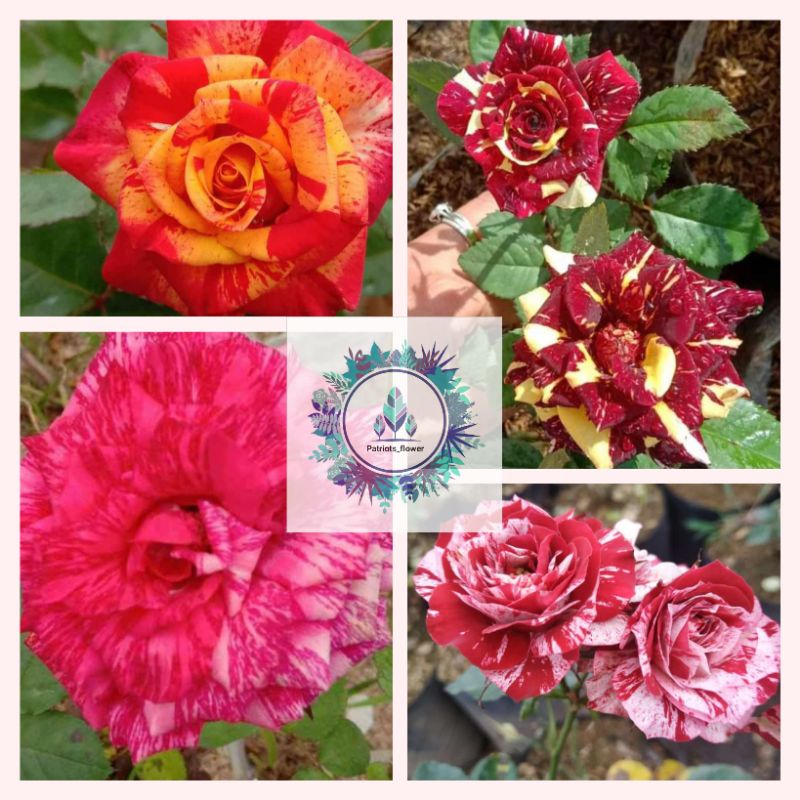 Jual Paketan mawar batik murah 4iD ( Batik Abra, batik orange, batik ...