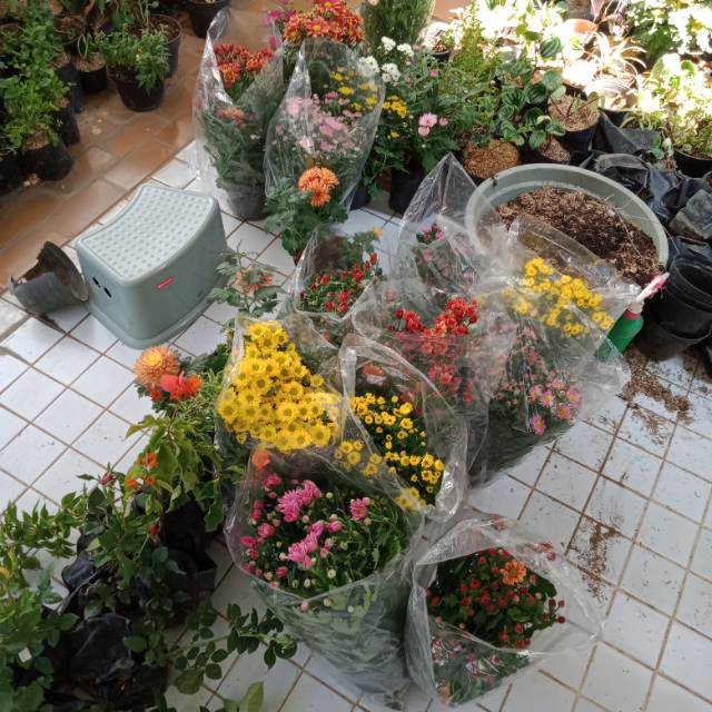 Jual Bunga krisan - RANDOM ( isi 3 pohon ) | Shopee Indonesia