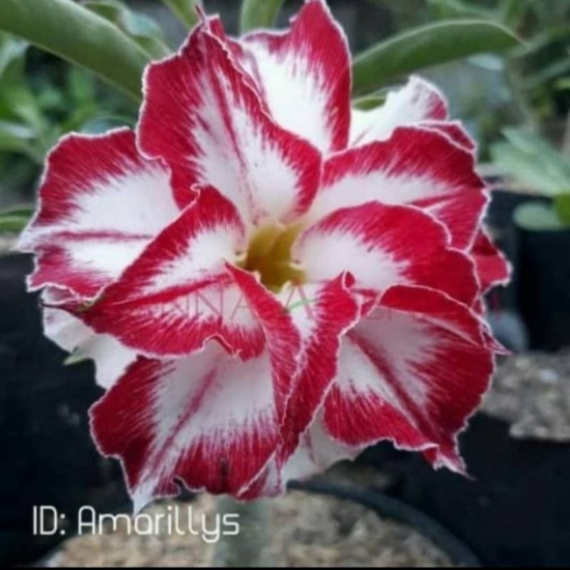 Jual bibit tanaman hias bunga adenium amarilys (tumpuk) | Shopee Indonesia