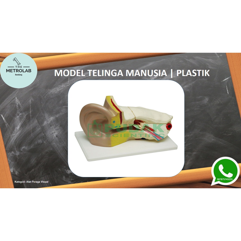 Jual Model Telinga Manusia | Bahan Plastik | Shopee Indonesia