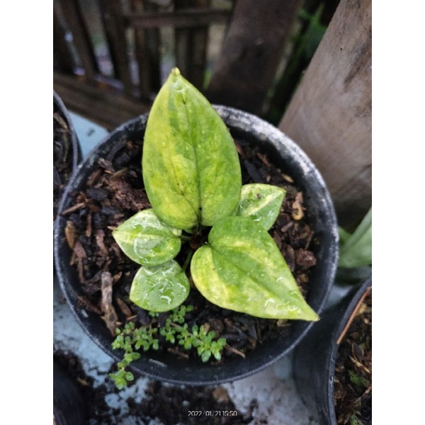 Jual Anturium Jemani varigata | Shopee Indonesia