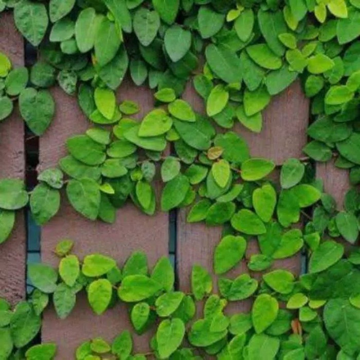 Jual tanaman rambat dolar mini hias | Shopee Indonesia