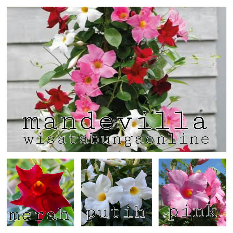 Jual Tanaman hias merambat mandevilla / bunga mandavilla | Shopee Indonesia