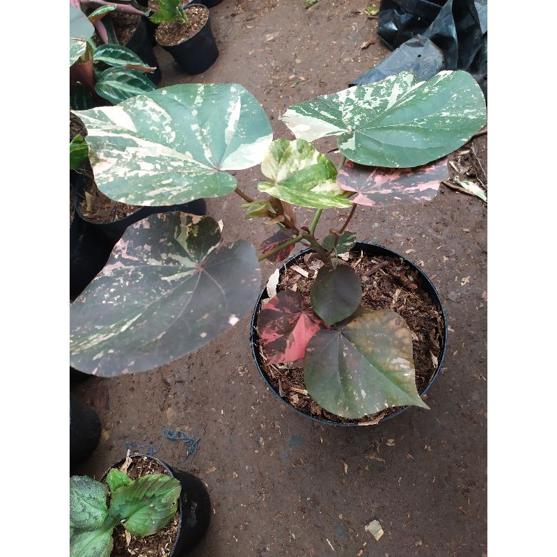 Jual waru parigata tanaman hias waru parigata | Shopee Indonesia