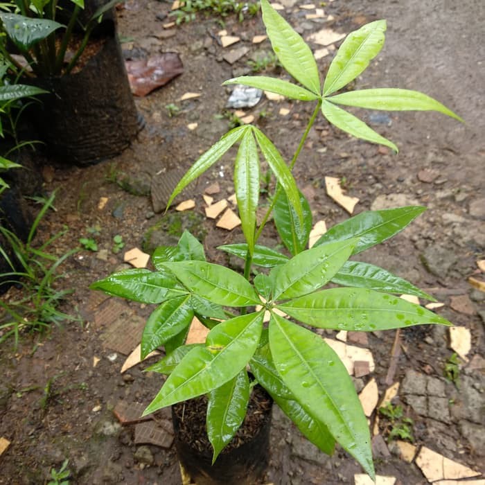 Jual tanaman hias pacira - money tree - tanaman indoor | Shopee Indonesia