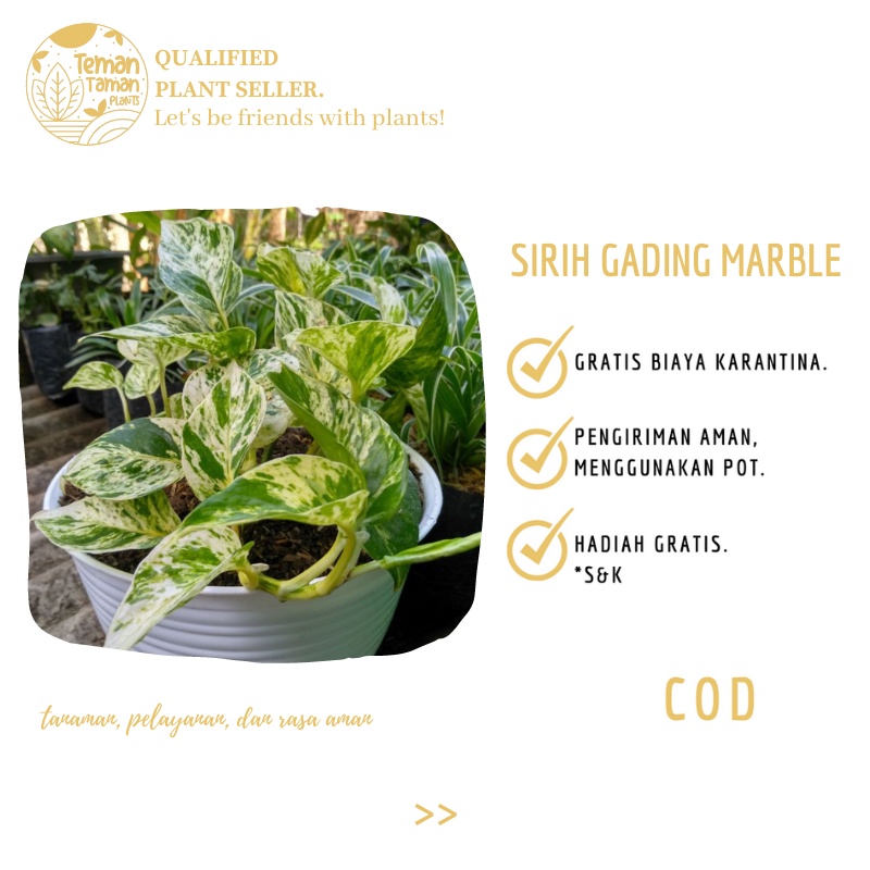 Jual Teman Taman Plants - Tanaman Gantung Sirih Gading Marble | Sirih ...