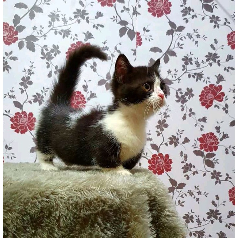 Jual (RAS MUNCHKIN KAKI PENDEK) KUCING KITTEN MUNCHKIN CEBOL PERSIA ...