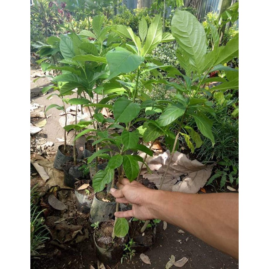 Jual 5 Bibit Pohon Kaki Gajah Baobab Afrika | Shopee Indonesia