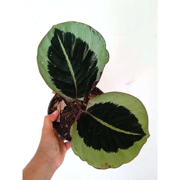 Jual calathea cynthia silver | Shopee Indonesia
