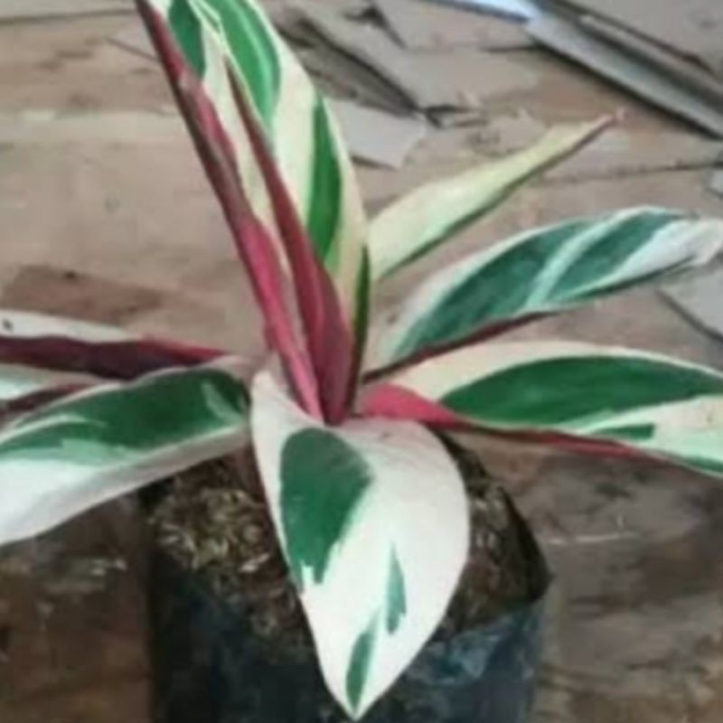 Jual tanaman hias calathea tricolor/bibit tanaman hias calathea Meranti ...