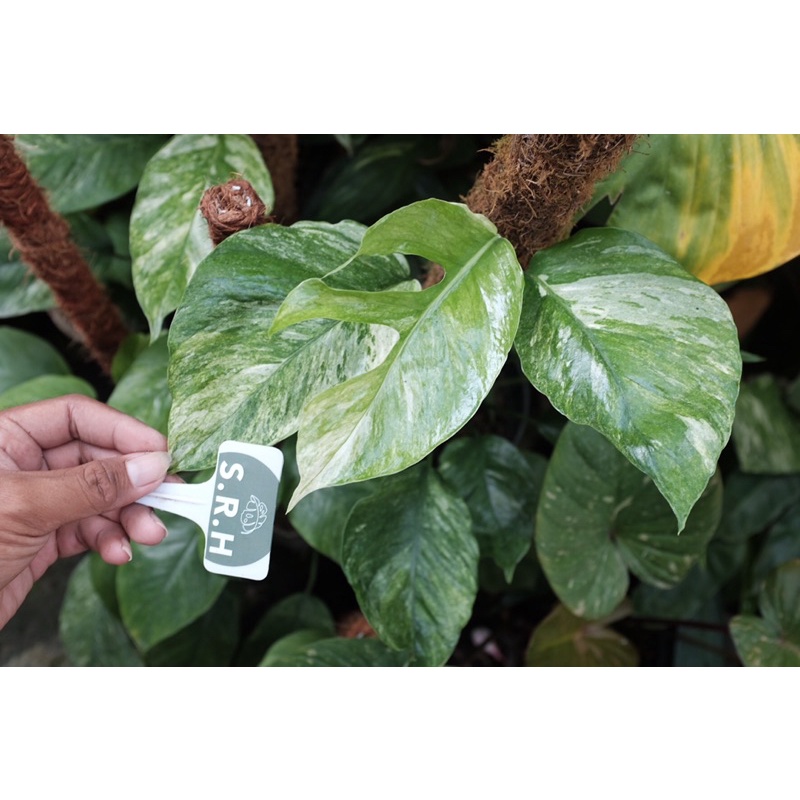 Jual Epipremnum SP Bali / Hanoman | Shopee Indonesia