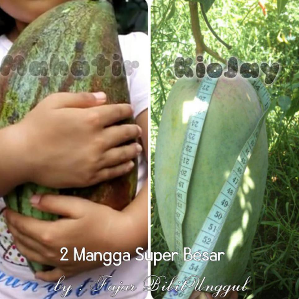 Jual kw1 Premium Bibit Mangga Mahatir Dan Mangga Kiojay / 2 Jenis Mangga Berbuah Super Besar ...