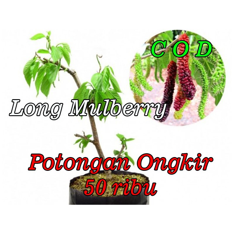 Jual Tanaman Long Mulberry | Shopee Indonesia