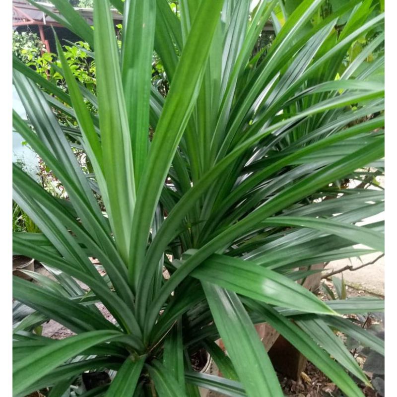 Jual Pandan | Shopee Indonesia