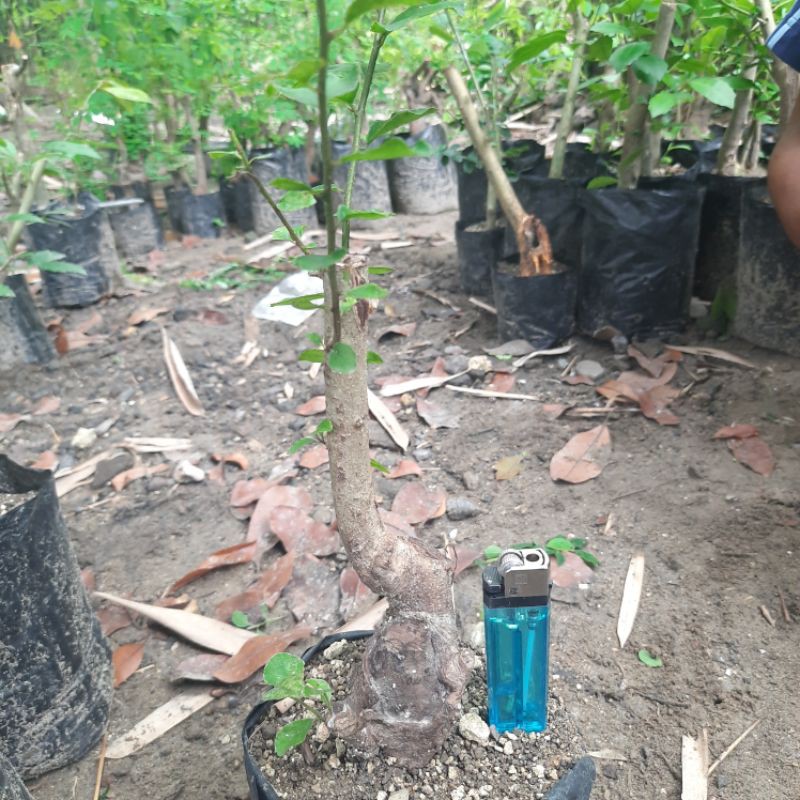 Jual Bahan bonsai mame Rukem / rukam ( Flacourtia rukam ) pucuk merah ...