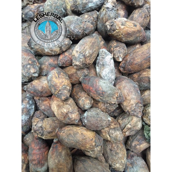 Jual buah pinang kering 500gram | Shopee Indonesia