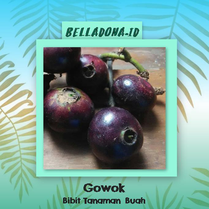 Jual Bibit Tanaman Buah Gowok 60Cm $Diskon!! | Shopee Indonesia