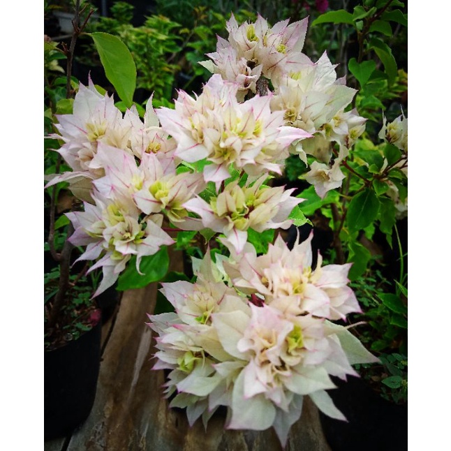 Jual Bougenville Hawai Putih Bougenville Cherry Blossom Shopee Indonesia