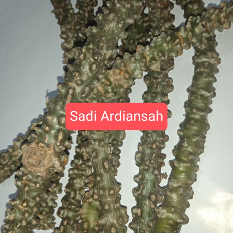 Jual Batrawali brotowali atau patrawali segar 1 kg | Shopee Indonesia