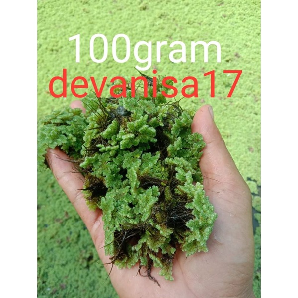 Jual bibit azolla pinata benih azola microphyla pakan ikan 100 gram ...