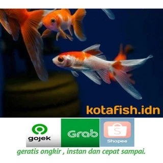 Jual Ikan Slayer Terlengkap & Harga Terbaru Mei 2024 | Shopee Indonesia