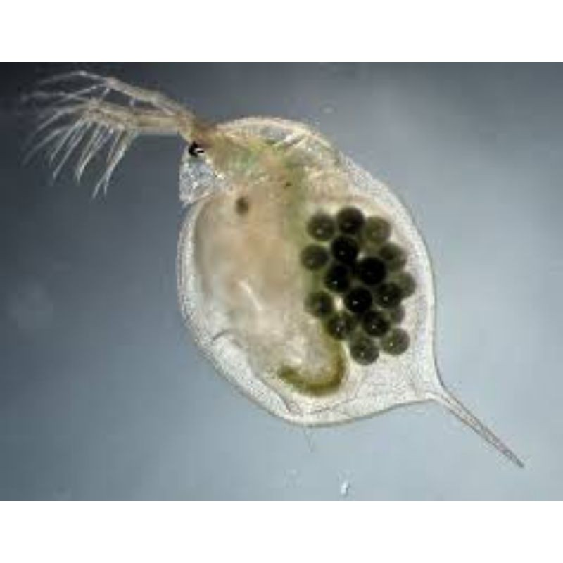 Jual Daphnia Magna DM Kutu Air Raksasa Pakan Hidup Ikan Hias Cupang ...