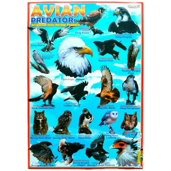 Jual POSTER EDUKASI BERMACAM JENIS BURUNG MEMBURU | Shopee Indonesia