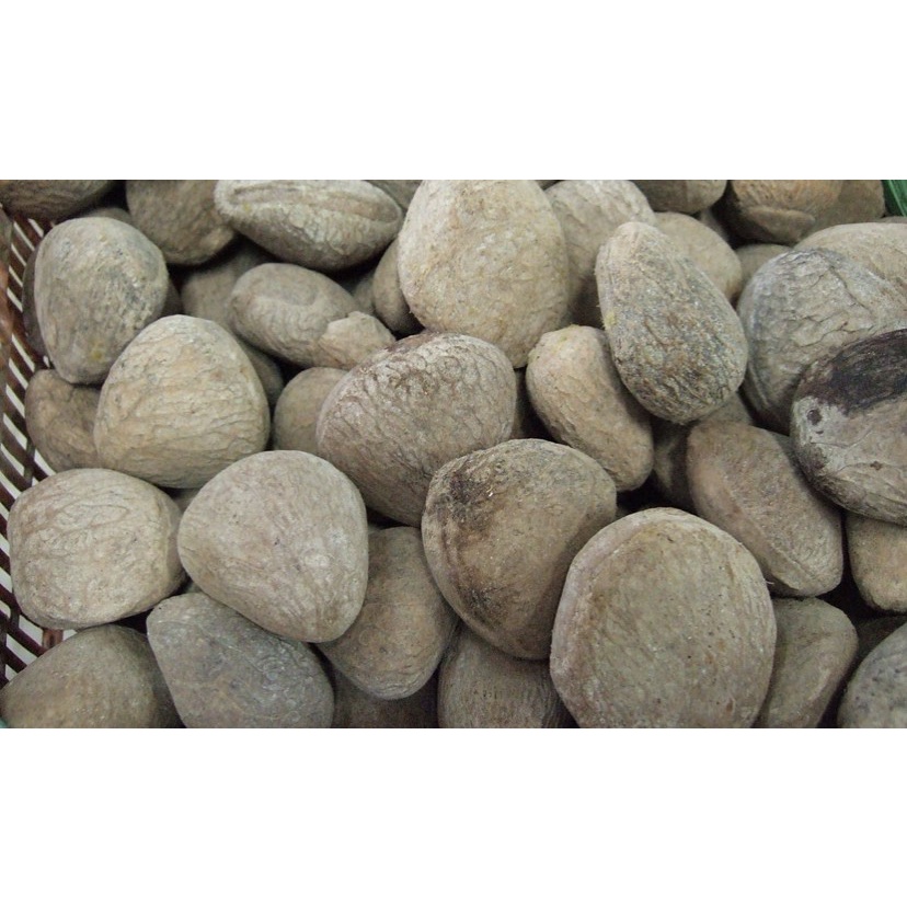 Jual Keluwek /Picung / kepayang / keluak / picung 500Gram | Shopee ...