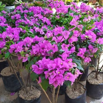 Jual Bibit Tanaman Hias Bunga Kertas Bougainvillea Siap Berbunga