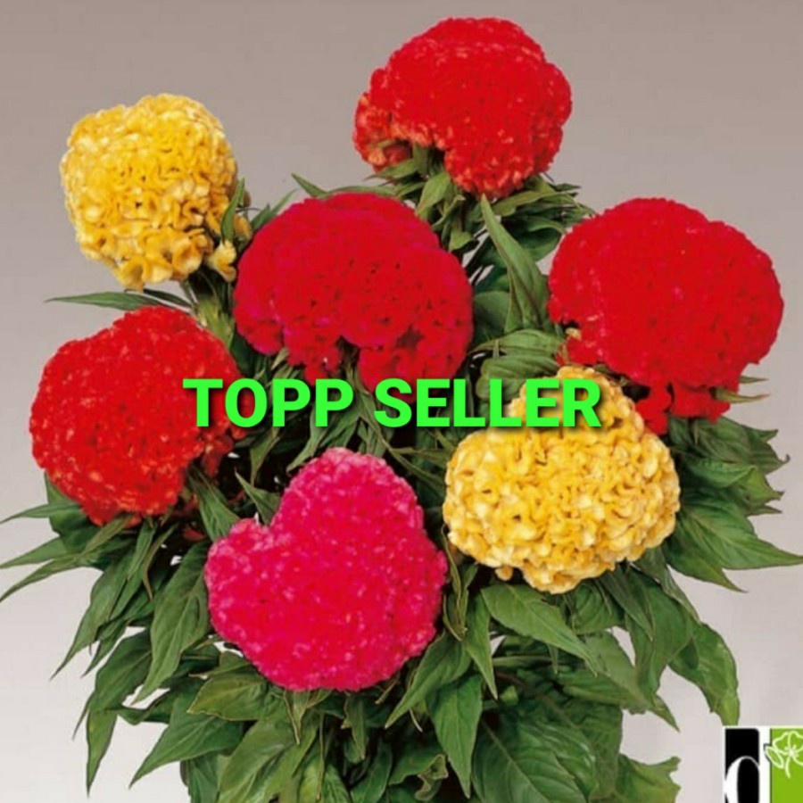 Jual PROMO 3000 BIJI/BENIH/BIBIT BUNGA CELOSIA IMPORT BERBAGAI JENIS ...